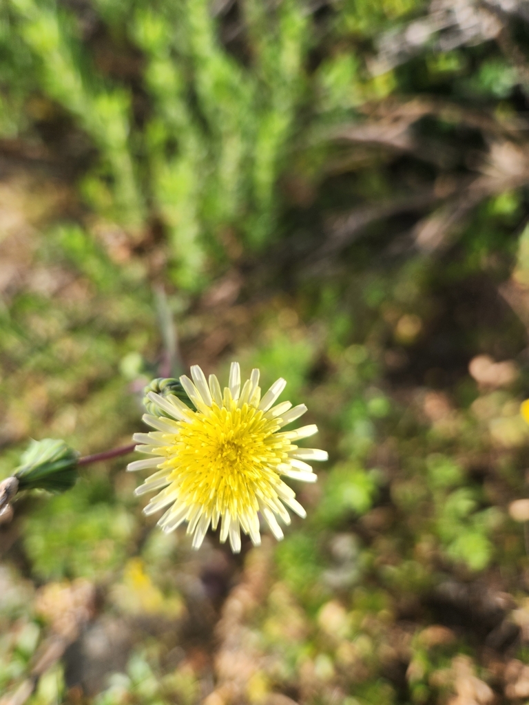 sow thistles from Imperial Beach, CA, USA on April 27, 2024 at 09:35 AM ...