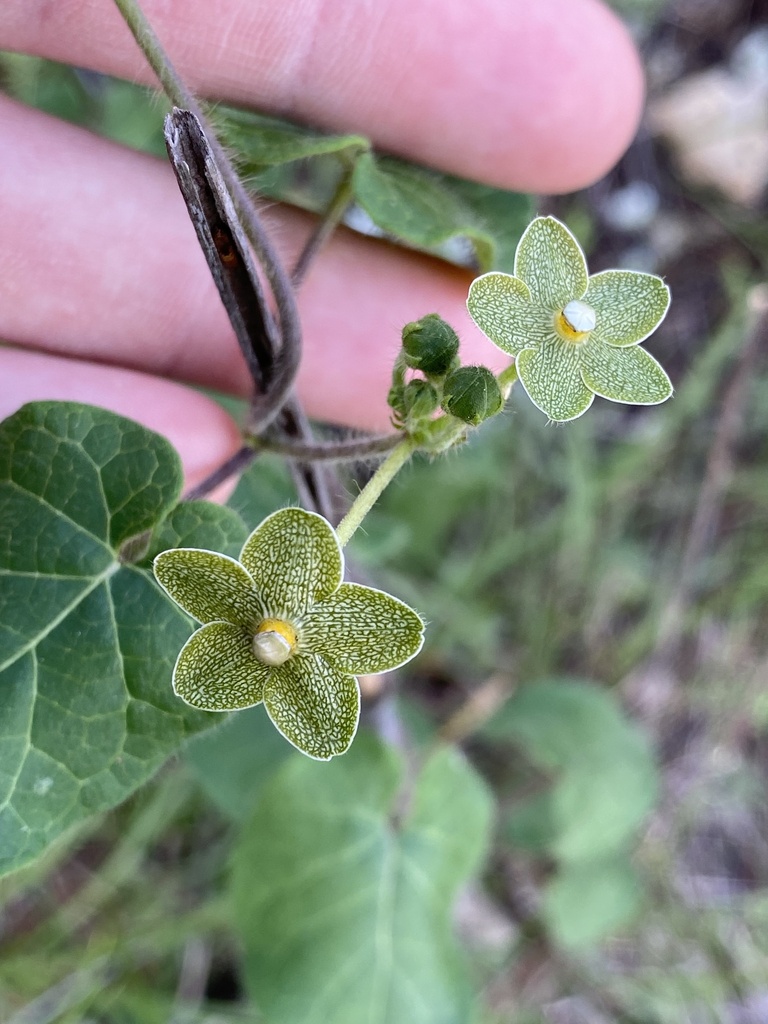 Pearl Milkweed from Faris Ranch Rd, Medina, TX, US on April 27, 2024 at ...