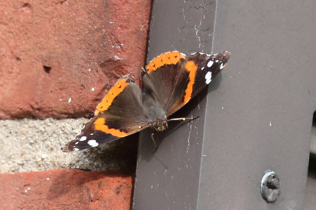 Red Admiral in April 2024 by Mary W. Yandell · iNaturalist