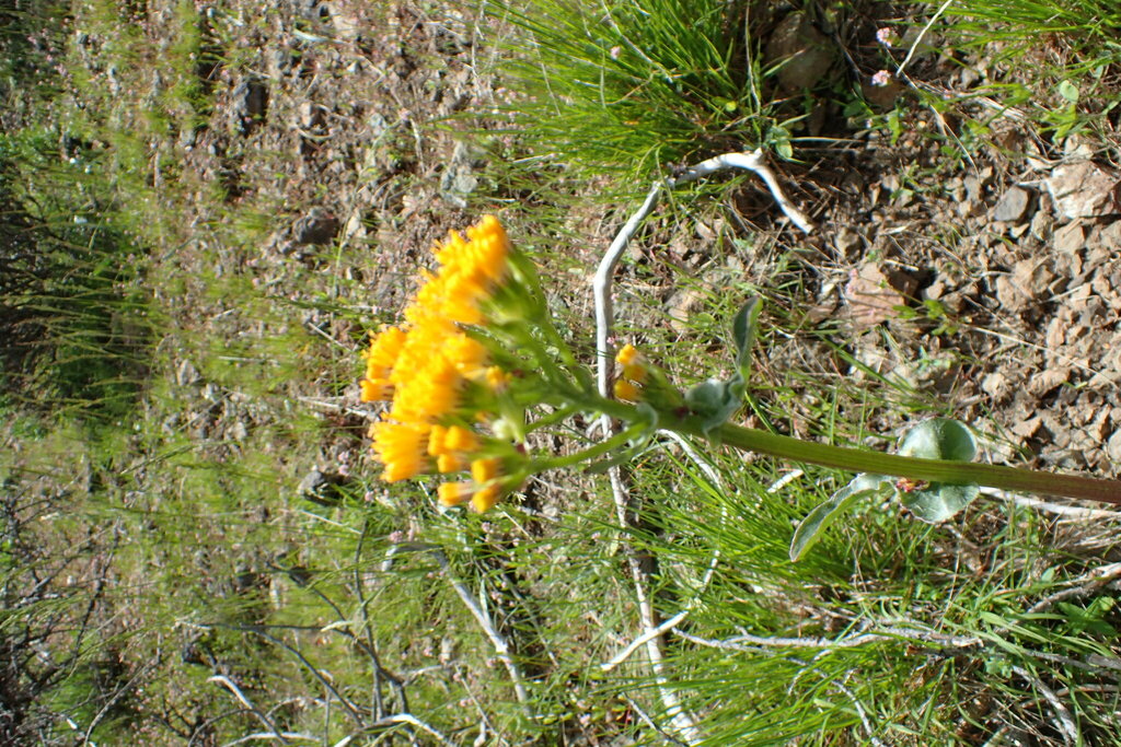 rayless ragwort from Contra Costa County, CA, USA on April 27, 2024 at ...