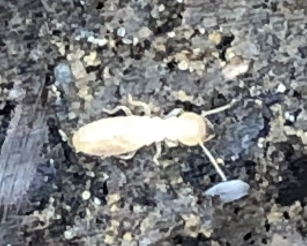 Eastern Subterranean Termite from Boylston, MA, US on April 15, 2024 at ...