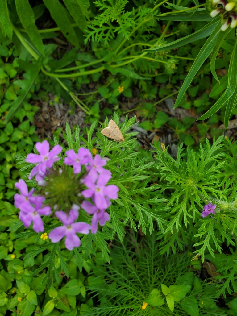 Garden Webworm Moth from White Settlement, TX, USA on April 27, 2024 at ...