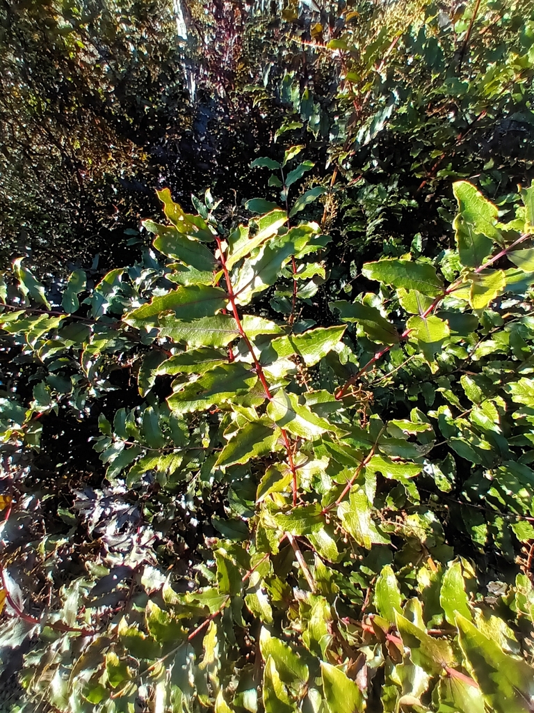 Tutu from Otari School - Otari-Wilton's Bush, Wilton, Wellington 6012 ...