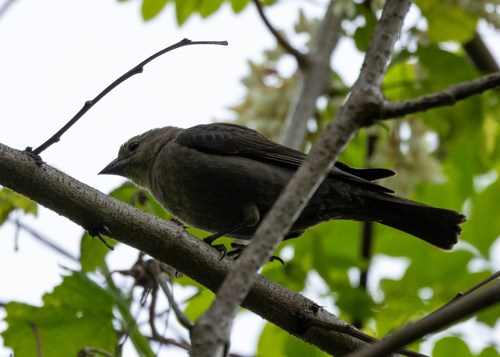 Brown-headed Cowbird from Caperton Swamp Park, 3916 River Rd ...
