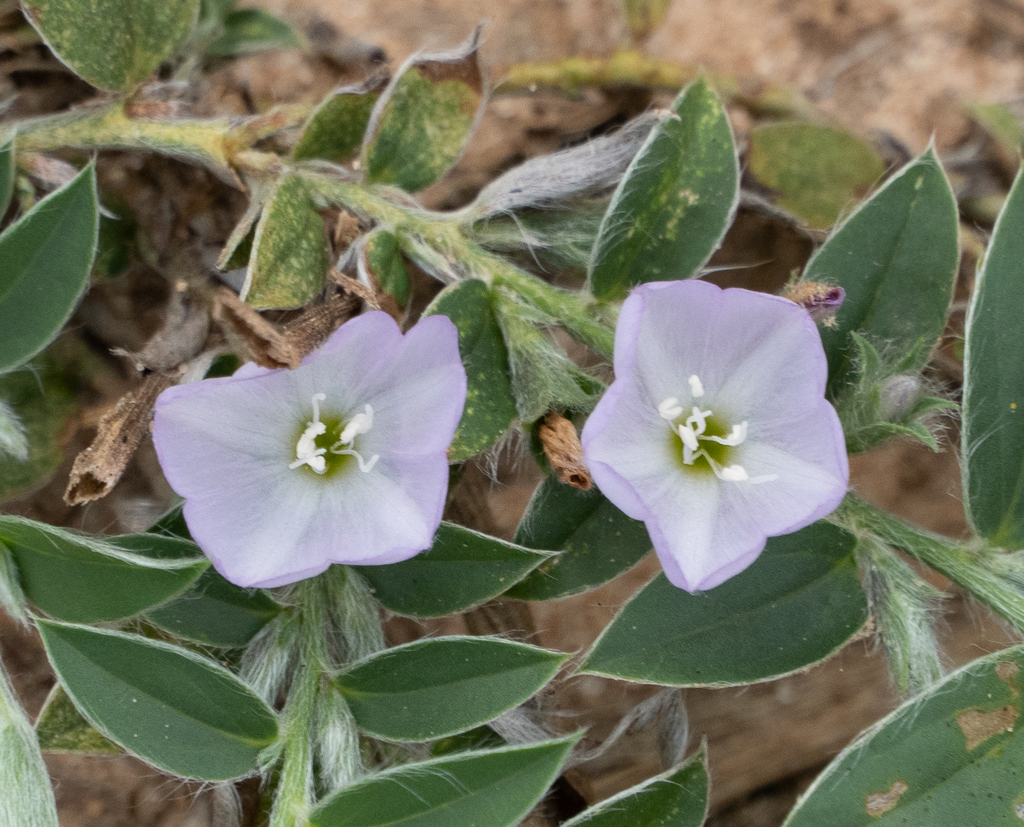 Evolvulus from Laguna 01 camino a abapo on April 27, 2024 at 08:58 AM ...