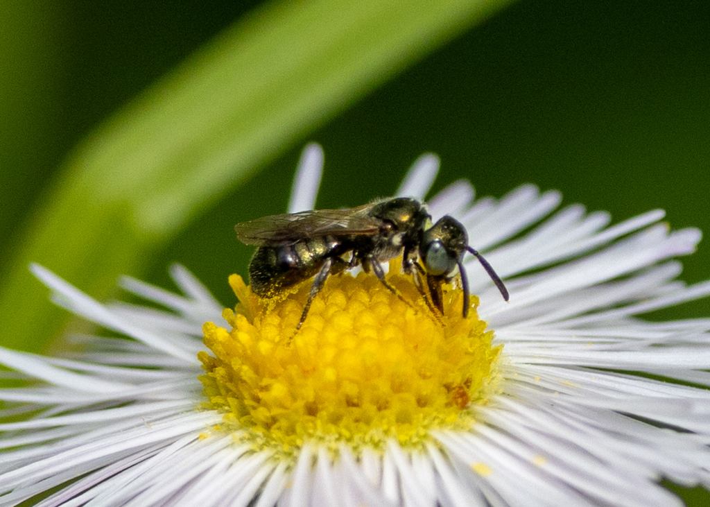 Bees from Caperton Swamp Park, 3916 River Rd, Louisville, KY 40207, USA ...