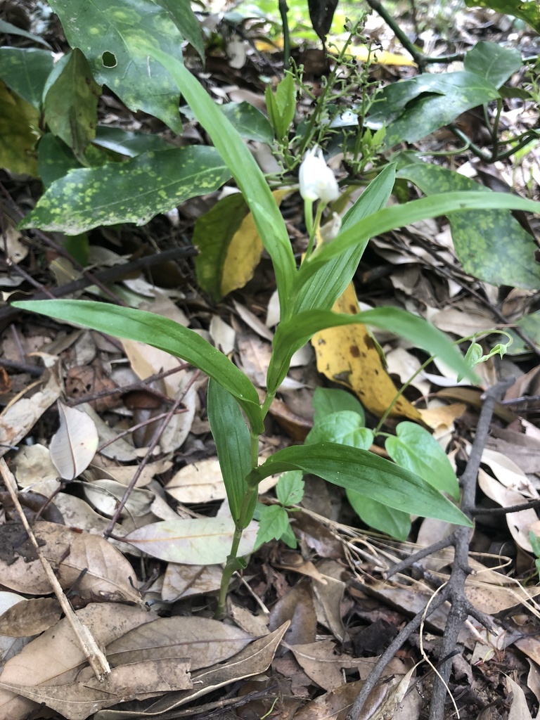 Cephalanthera in April 2024 by wakei imakawa · iNaturalist