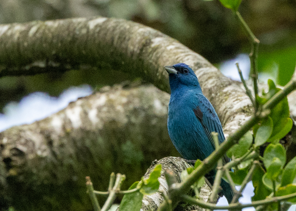 Indigo Bunting from Caperton Swamp Park, 3916 River Rd, Louisville, KY ...