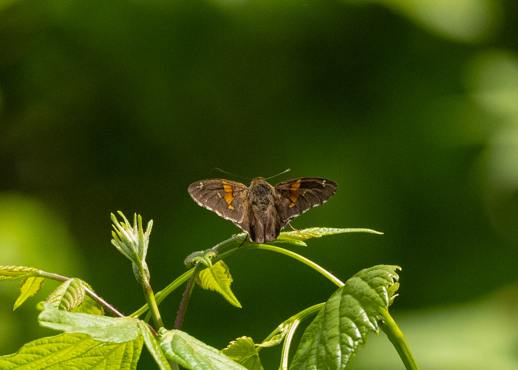 Silver-spotted Skipper from Caperton Swamp Park, 3916 River Rd ...