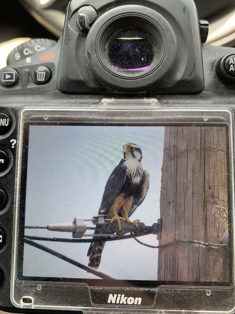 Aplomado Falcon in April 2019 by stephenfalick · iNaturalist