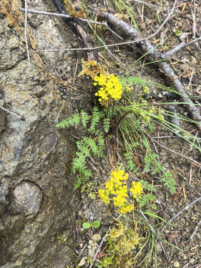 Hall's Biscuitroot from Umpqua National Forest, Idleyld Park, OR, US on ...