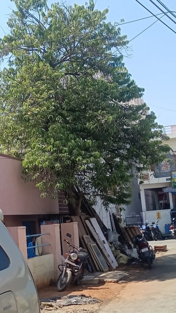 plants from 104/2, Periya Thambi Nagar, Selvapuram, Coimbatore, Tamil ...