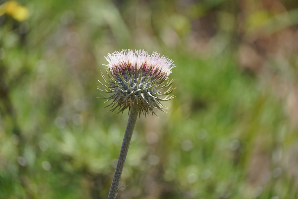 Cobwebby Thistle from Contra Costa County, CA, USA on April 27, 2024 at ...