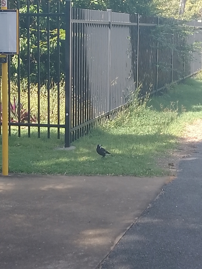 Eastern Black-backed Magpie from Moore Park Beach QLD 4670, Australia ...