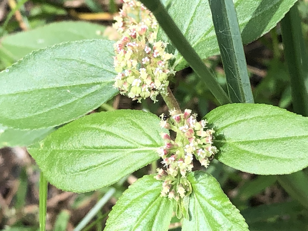Asthma plant from Mindanao, Tagum City, Davao Del Norte, PH on April 28 ...