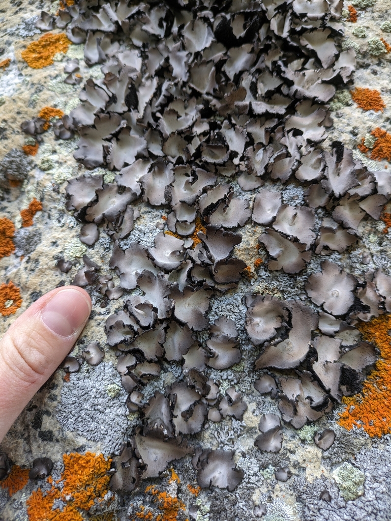 Arctic Frosted Rock Tripe from Whitehorse, YT, Canada on April 27, 2024 ...