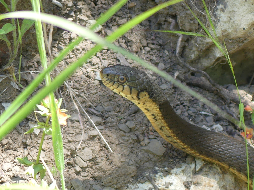 Two-striped Garter Snake in April 2024 by Cassandra Winkle · iNaturalist