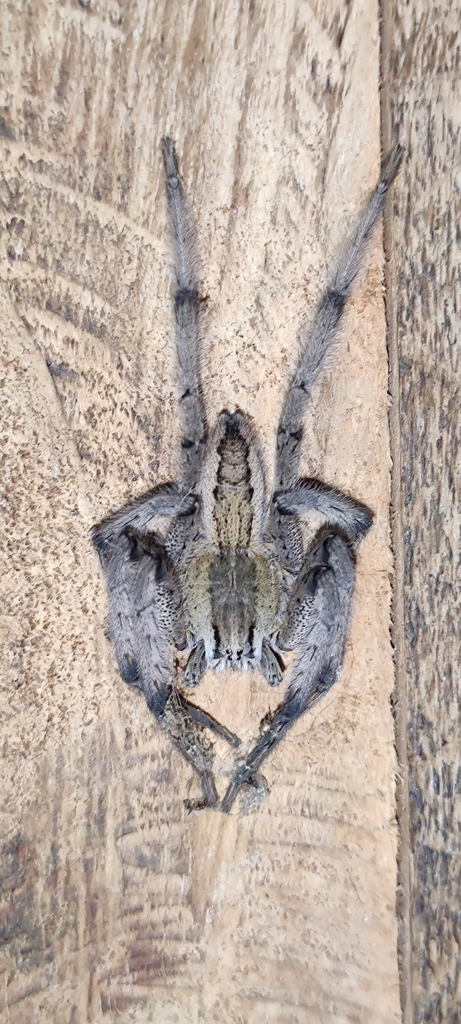 Spotted-legged Banana Spider from Roxana, Limón, Pococí, Costa Rica on ...