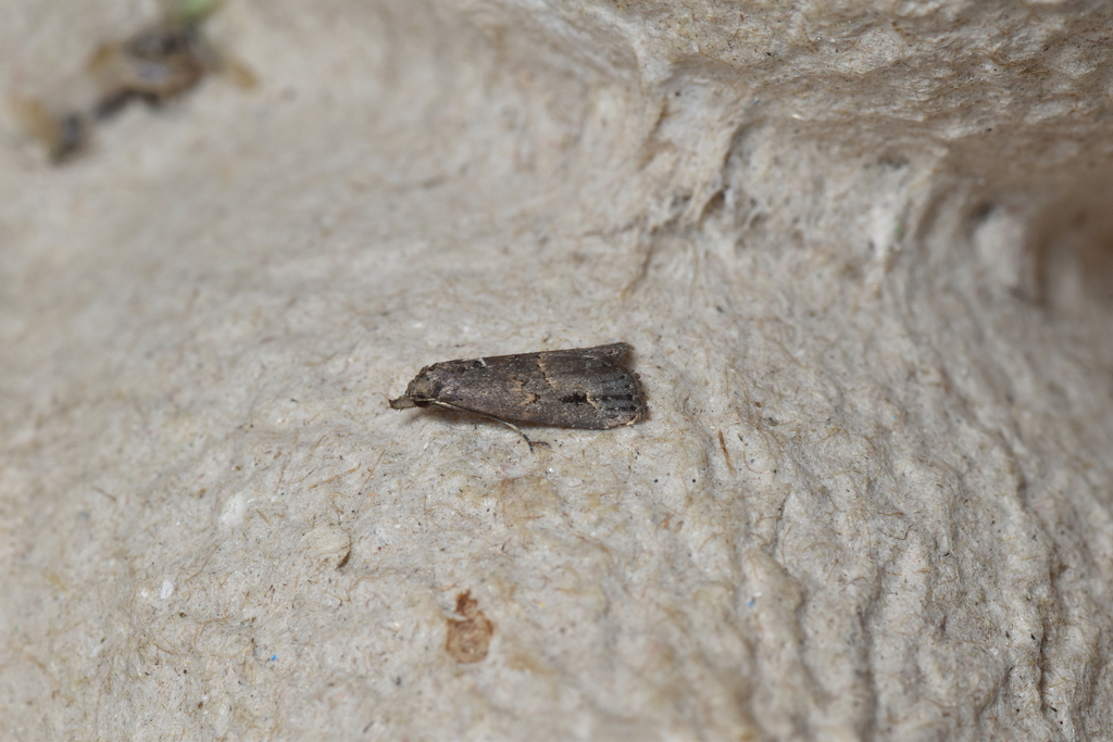 Pinion-streaked Snout from Lam Tsuen Valley, Tai Po, New Territories ...