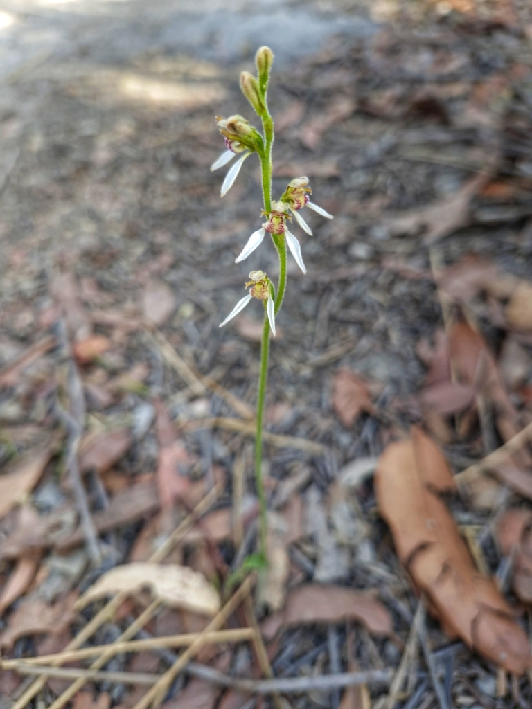 white bunny orchid from G6VG+G9 David Ugle Campground, Cardiff WA 6225 ...