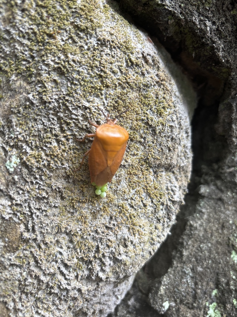 Lychee Stink Bug from 芝山公園, 士林區, TPE, TW on April 28, 2024 at 02:45 PM ...