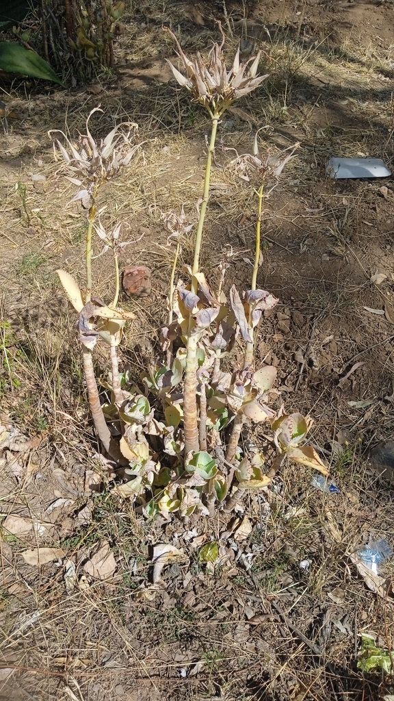 Penwiper from El Calvario, 42404 Huichapan, Hgo., México on April 28 ...