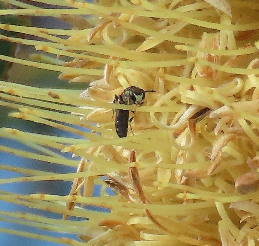 Tiny Masked Bee from Bermagui NSW 2546, Australia on April 28, 2024 at ...