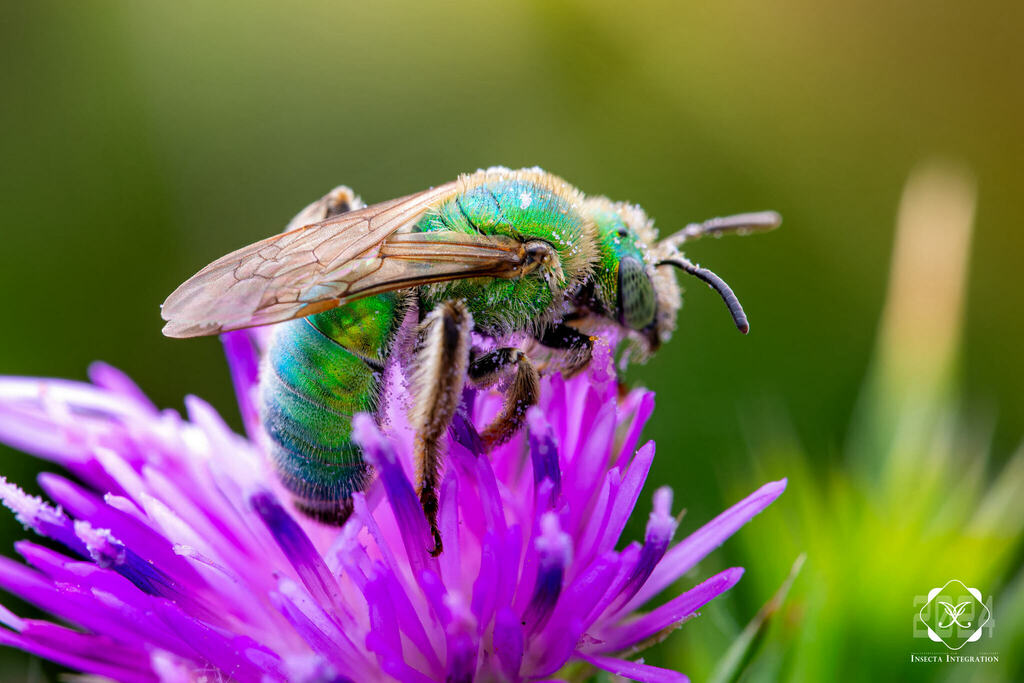 Texas Striped Sweat Bee from 美国加利福尼亚圣迭戈县 on April 27, 2024 at 04:35 PM ...