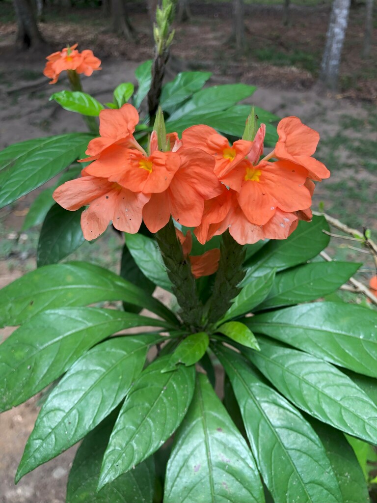 Firecracker-flower from Tagum City on April 28, 2024 at 03:46 PM by ...