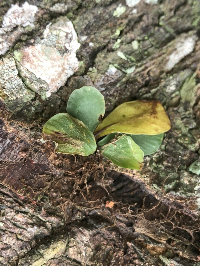 Bird's Nest Fern from Tagum City on April 28, 2024 at 03:46 PM by ...