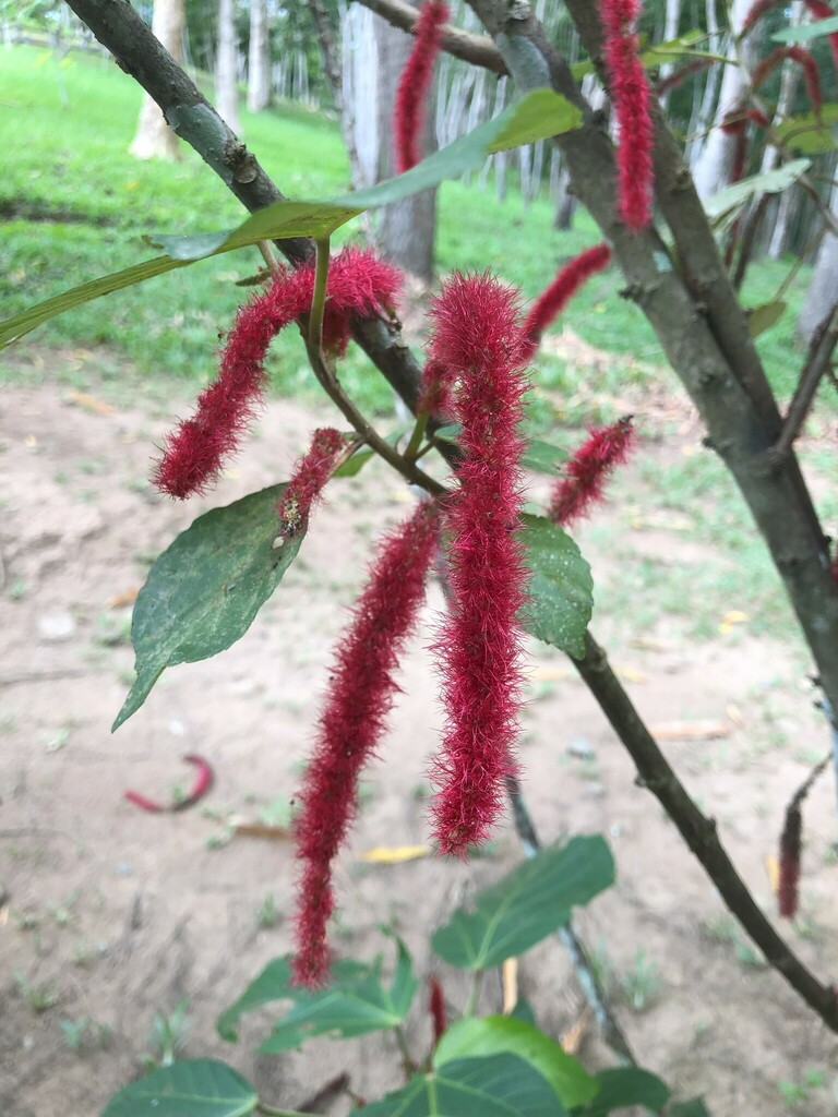Chenille-plant from Tagum City on April 28, 2024 at 03:46 PM by milton ...
