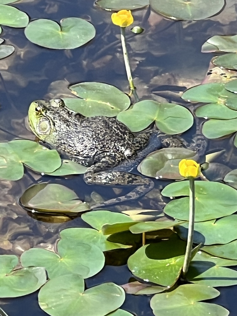 American Bullfrog from The Imperial Palace, Chiyoda, Tokyo, JP on April ...