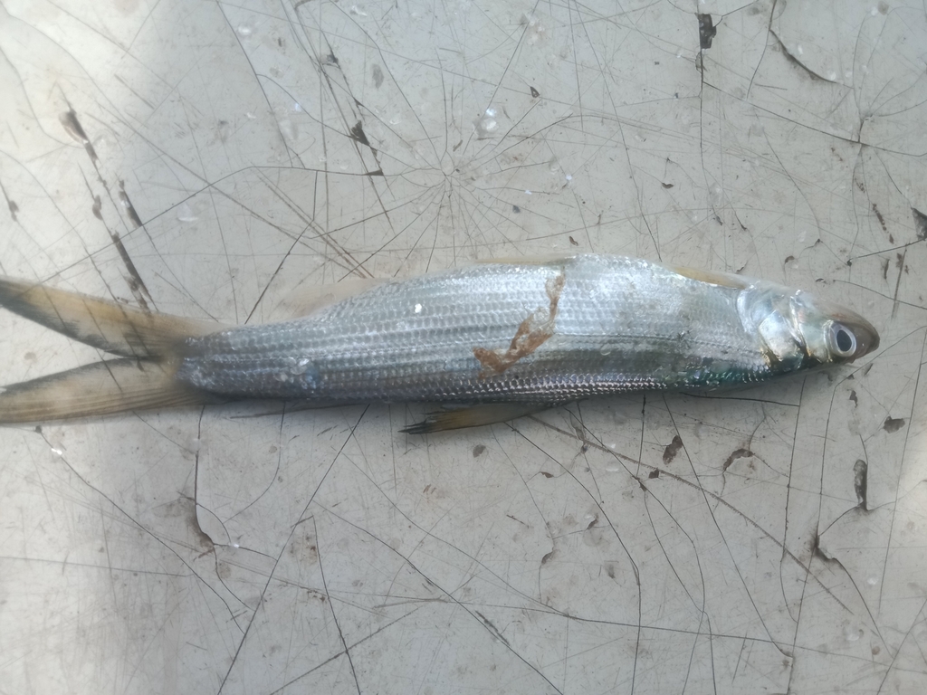 Elops from 50 Gokana Rivers Khana, Yeghe II 501103, Rivers, Nigeria on ...