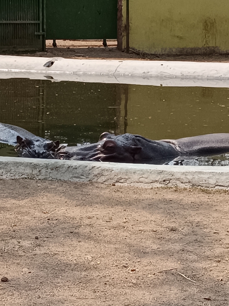 Common Hippopotamus in April 2024 by Pawan Muddu · iNaturalist