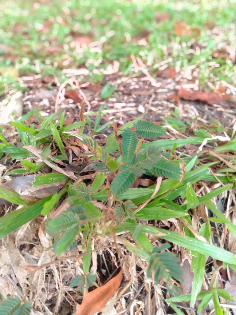 Sensitive Plant from CR8F+PR5 Sumeru, Tagum, Davao del Norte ...