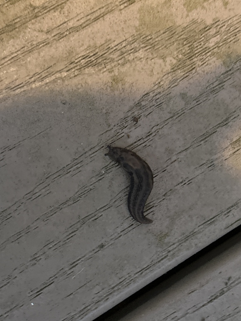 Leopard Slug from Haven Oak Ct, Ellicott City, MD, US on April 28, 2024 ...