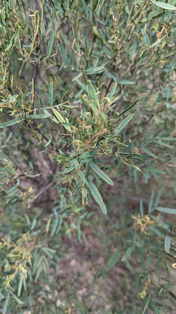 plants from Burton QLD 4742, Australia on April 28, 2024 at 12:56 PM by ...