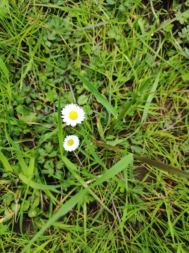 Lawn daisy from Liverpool L8, UK on April 28, 2024 at 11:32 AM by Elina ...