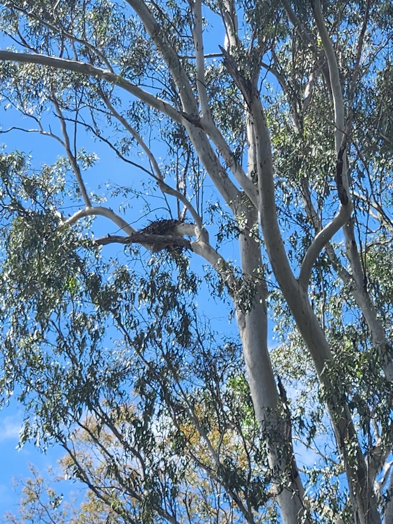 Something from Netherdale QLD 4756, Australia on April 4, 2024 at 11:04 ...