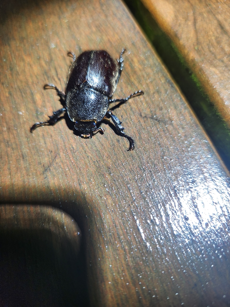 Scarabs from Dalrymple Heights QLD 4757, Australia on March 8, 2024 at ...