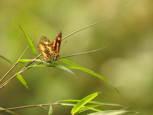 Himalayan jester from Sikkim, India on April 28, 2024 at 02:24 PM by ...