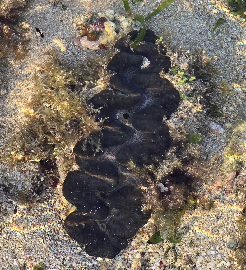 Giant Clams from Exmouth, WA, Australia on April 27, 2024 at 04:57 PM ...