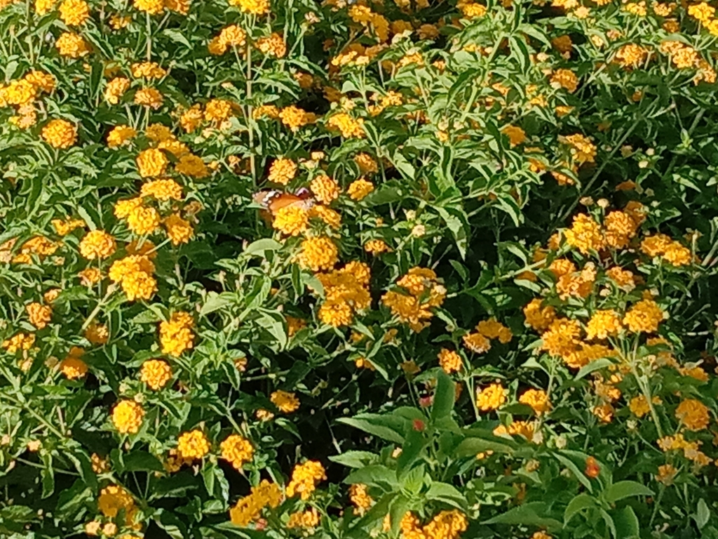 Plain Tiger Butterfly from 935M+QP9, Jodhpur, Rajasthan 342304, India ...