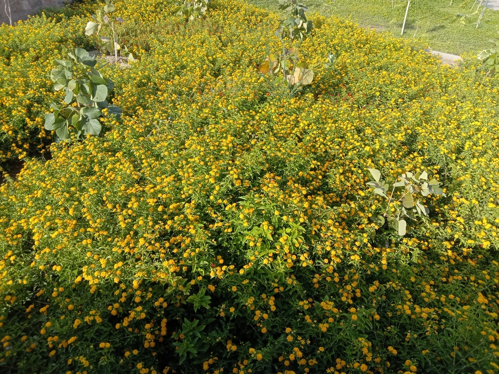 lantanas from 935M+QP9, Jodhpur, Rajasthan 342304, India on April 28 ...