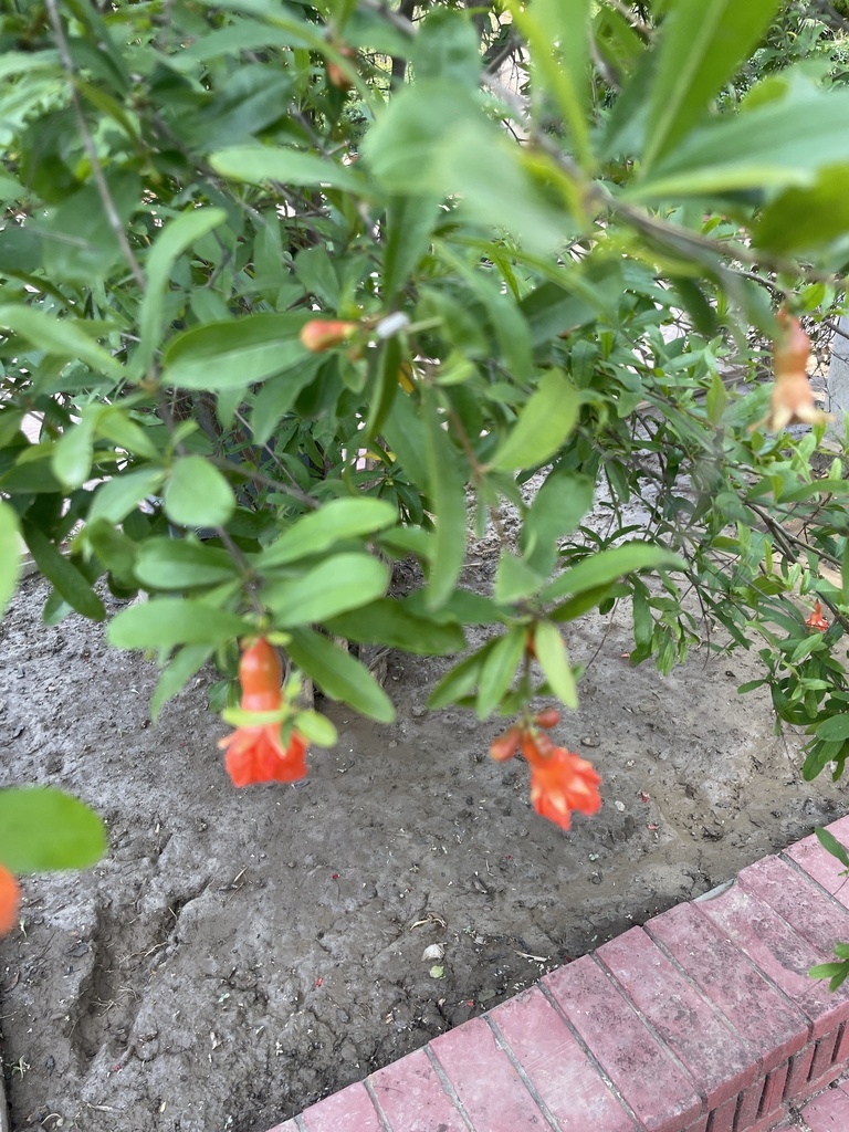 pomegranate from The Garden of Five Senses, New Delhi, DL, IN on April ...