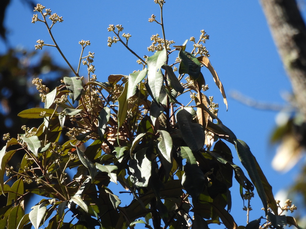 Heritiera in April 2024 by Robyn Combes. Argyrodendron Species Kin Kin ...