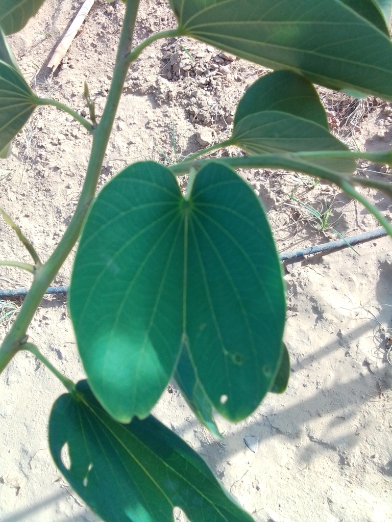 Orchid Trees from 935M+QP9, Jodhpur, Rajasthan 342304, India on April ...