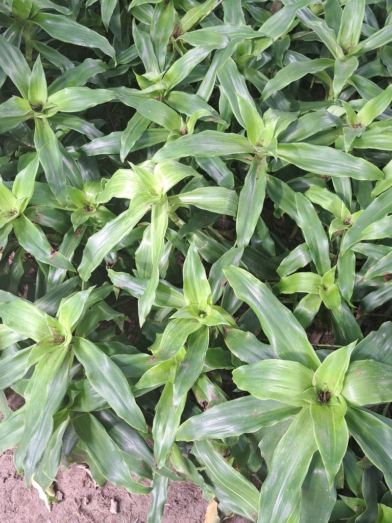 False Bromeliad Plant from 6RV2+8C4, Santa Cruz de la Sierra, Bolivia ...