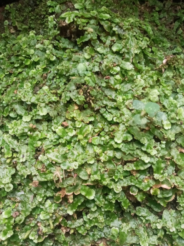 Monoclea gottschei from Cuyuja, Ecuador on April 27, 2024 at 02:05 PM ...