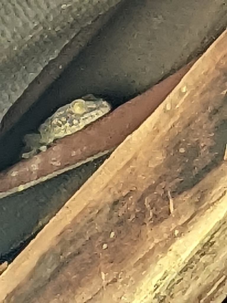 Flat-tailed House Gecko from FRMP+MJJ Botanical Park San Agustin, Tagum ...